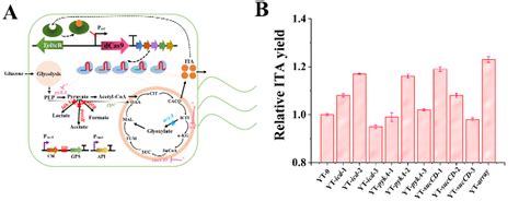 Figure 4 From A Crispri Mediated Self Inducible System For Dynamic Regulation Of Tca Cycle And