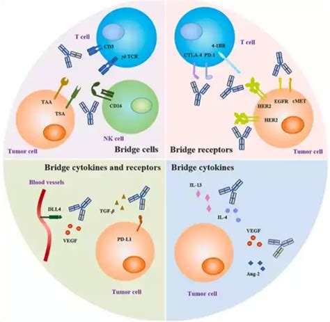 双特异性抗体：癌症治疗新利器，开启精准医疗新时代 可愈有道