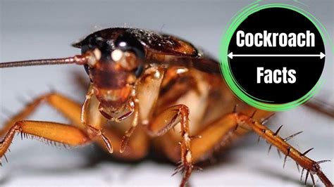 Do Cockroaches Have Eyes The Cockroach Facts