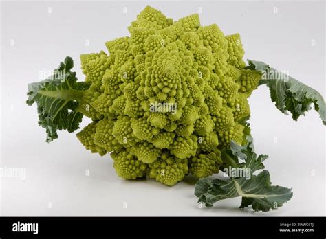 A Biological Example Of Fibonacci Spirals And Fractals In Nature Using