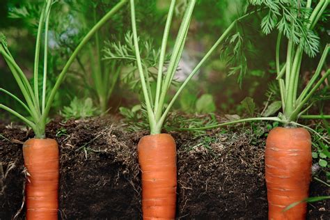 Carrot Plants
