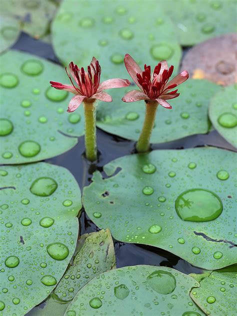 福島県とその周辺の花めぐりジュンサイ