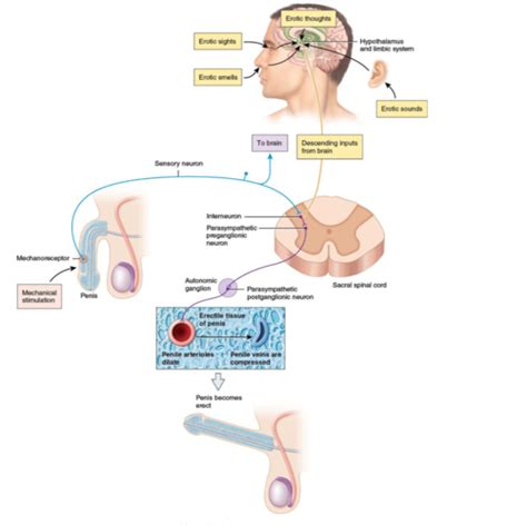 CH 23 Reproductive System Flashcards Quizlet