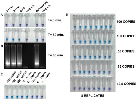 Colorimetric Rt Lamp Detection Of Multiple Sars Cov 2 Variants And Lineages Of Concern Direct