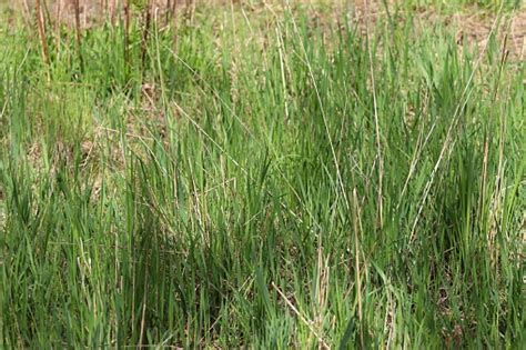 Grass In The Meadow Tall Grass Young Grass Ticks Feeding Ground Stock