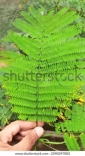 Peuteuy Selong Photos Images And Pictures Shutterstock