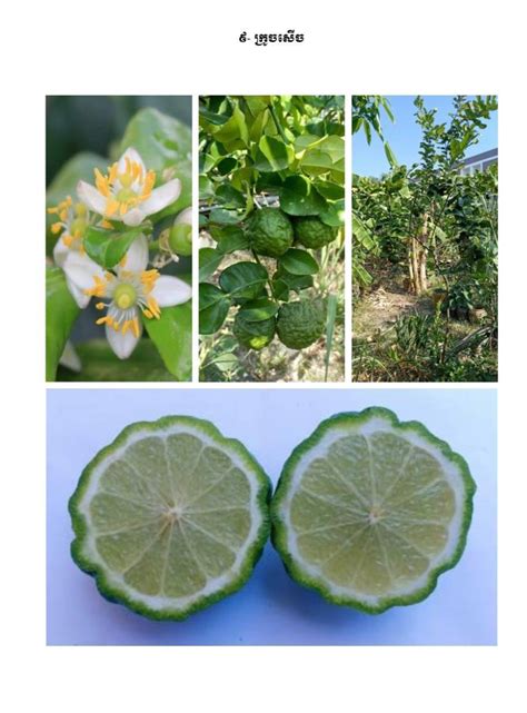 ក្រូចសើច អាចប្រើប្រាស់បាន ២បែប ជាគ្រឿងទេស និងឱសថ សារព័ត៌មាន នគរវត្ត