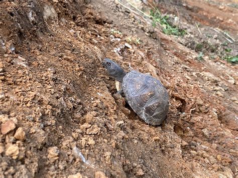 Found A New Turtle Shaped Friend On Our Farm Yesterday Nw Georgia Mtns My Googling Keeps