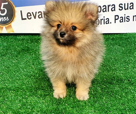 Spitz Alemão Anão Lulu Da Pomerânia Laranja Filhotes Mg