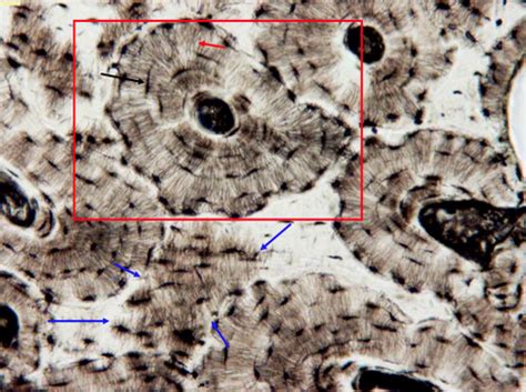 Bio 319 Lab 2 Flashcards Quizlet