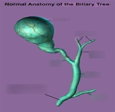 Biliary Tree Diagram Quizlet