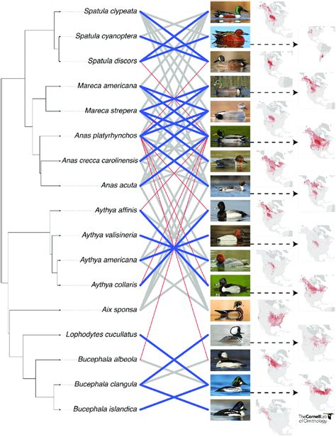 A Phylogeny Photographs Of Males And Breeding Season Abundance Download Scientific Diagram