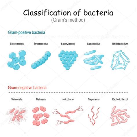 Classification Of Bacteria Grams Method Gram Negative And Gram Positive Bacteria Vector