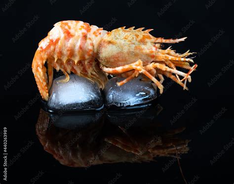 Greenland Shrimp Close Up On A Black Background With Reflection From