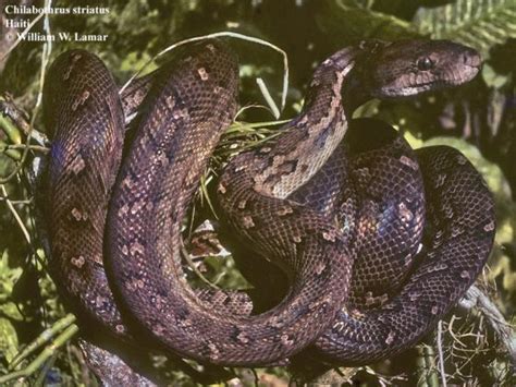 Chilabothrus Striatus The Reptile Database