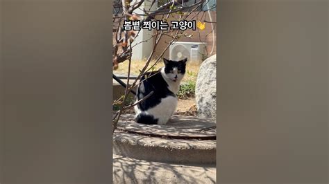 봄볕 쬐이는 고양이👋 고양이강아지헌터 고양이 Cat Cute 길냥이 Youtube