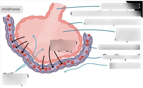 Aveolar Duct Diagram Quizlet