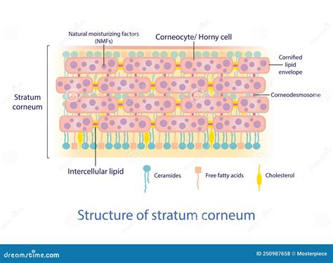 Stratum Corneum Drawing