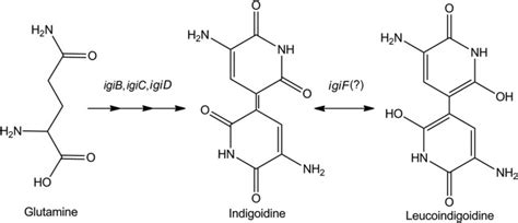 Production Of The Antimicrobial Secondary Metabolite Indigoidine