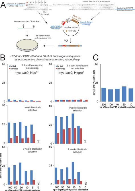 Figure 1 From Efficient Chromosomal Gene Modification With Crisprcas9