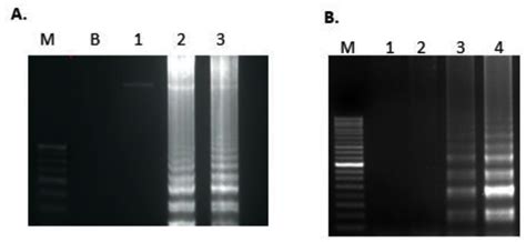 Rapid Detection Of Salmonella Spp From Meat Loop Mediated Isothermal Amplification Lamp