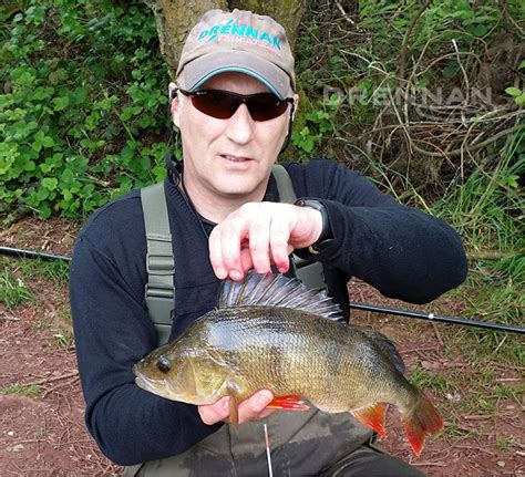 Scotts 3lb Cumbrian Perch Drennan International