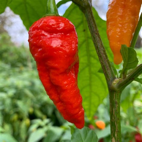 Mutant X Seeds Bohica Pepper Hut