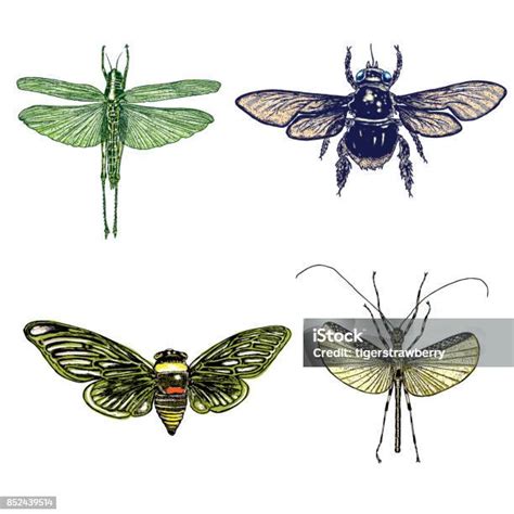 곤충 벌레 비행 딱정벌레 색상에서의 큰 집합입니다 화려한 빈티지 옛날 손으로 그린 화상 자국 및 해칭 음영 스타일에서 많은 종 새겨진된 점각 목 판입니다 벡터입니다 검은색에