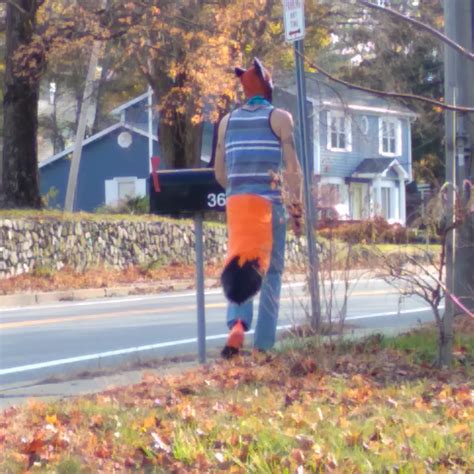 Call Nate Silver Fivey Fox Is On The Run In Smithfield Ri R