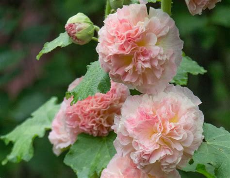 Alcea Rosea Chaters Double Chamois Hollyhock
