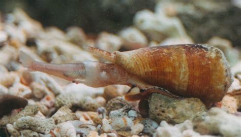 New Venom Discovery From Deadly Cone Snails Institute For Molecular