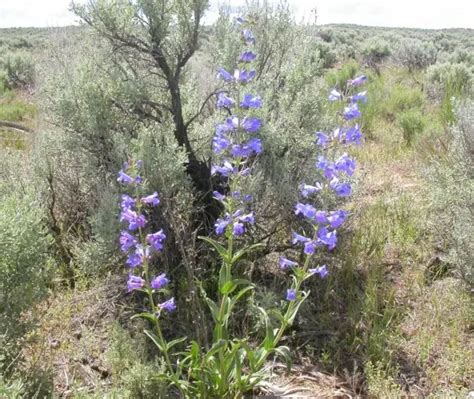 A Guide To Native Penstemons The Plant Native