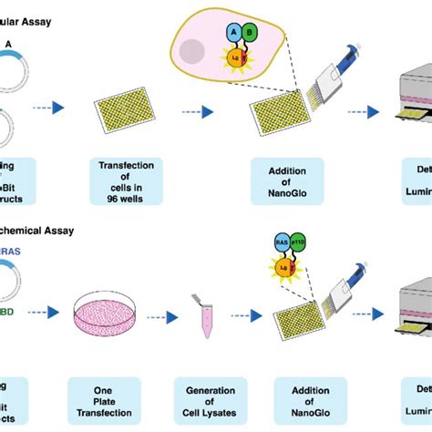 Schematic Diagram Of The Steps Involved In The Nanobit Biochemical