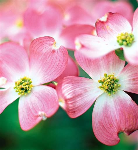 How To Plant And Grow Crabapple