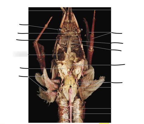 Crayfish Dissection Diagram Quizlet