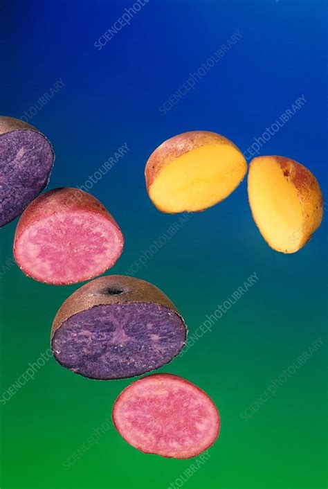 Genetically Modified Potatoes Stock Image C0016026 Science Photo