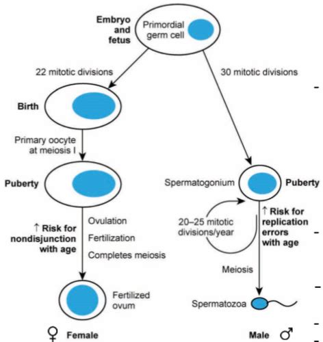 Human Genome Variation Mutation And Polymorphism Flashcards Quizlet