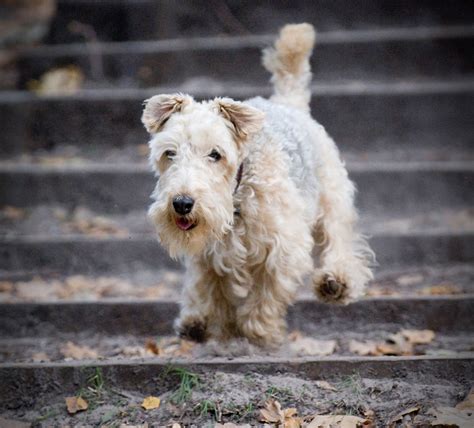 Lakeland Terrier Dog Breed Pictures Information Temperament