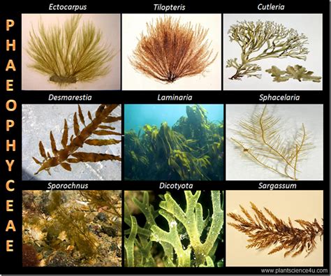 Example Of Brown Algae Phaeophyceae