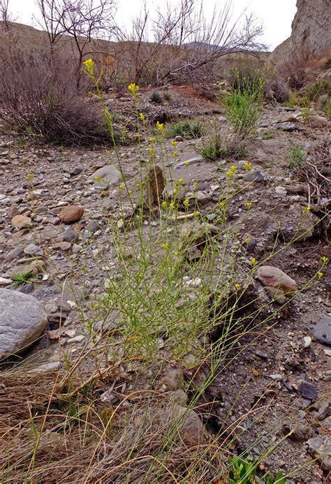 Diplotaxis Harra Brassicaceae