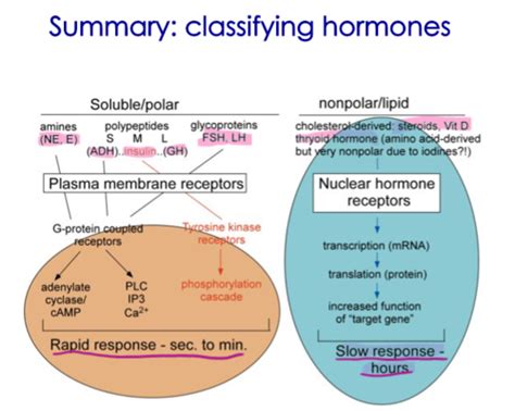 Physiology Unit Exam Flashcards Quizlet