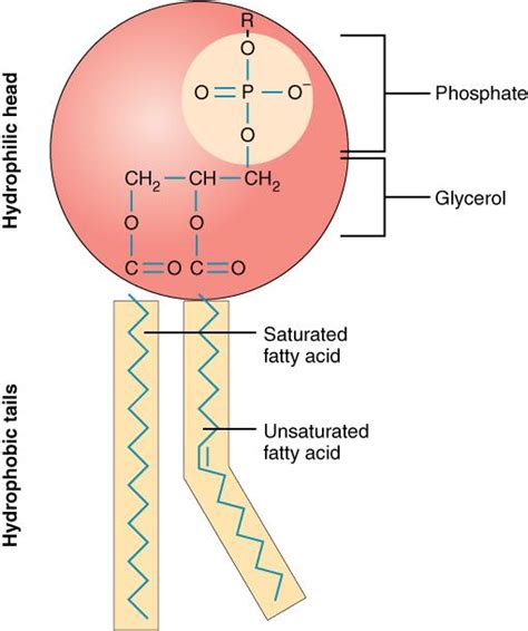 Lipid Structure Diagram