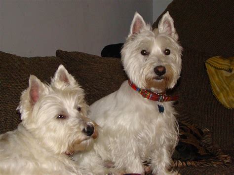 Kirsty And Mcduff Mandy Flickr