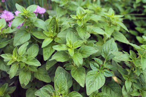 Oregano Plant Definition At Luis Silva Blog