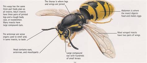 3 Insects Wasp Anatomy Chianglaoshi