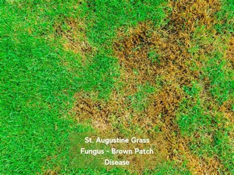 St Augustine Grass Diseases And Problems Identification Pictures