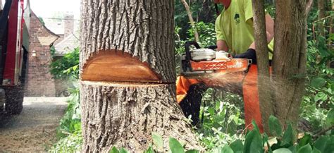 The Risk Of Working With Unlicensed Or Uninsured Tree Workers