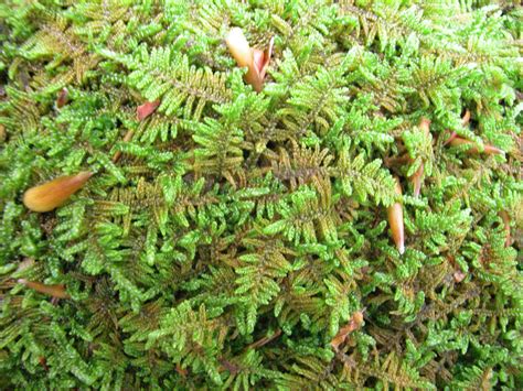 Moss Notes Hypnum Imponens The Brocade Moss