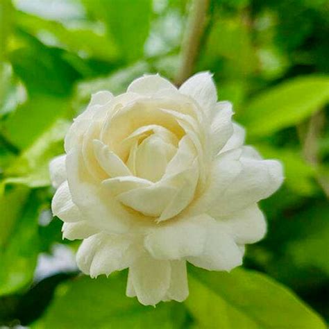 🔥wangi🔥 Pokok Melur Rose Melur Kampung Melur Susun Duke Of