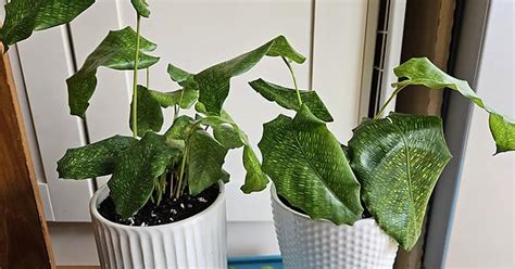 Network Album On Imgur